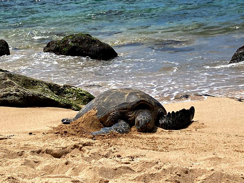 Laniakea Beach - Better Known as Turtle Beach on the North Shore